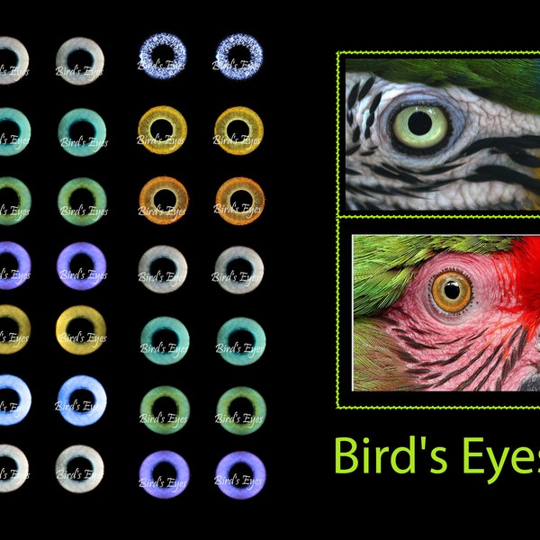 Glass Bird Eyes - Etsy