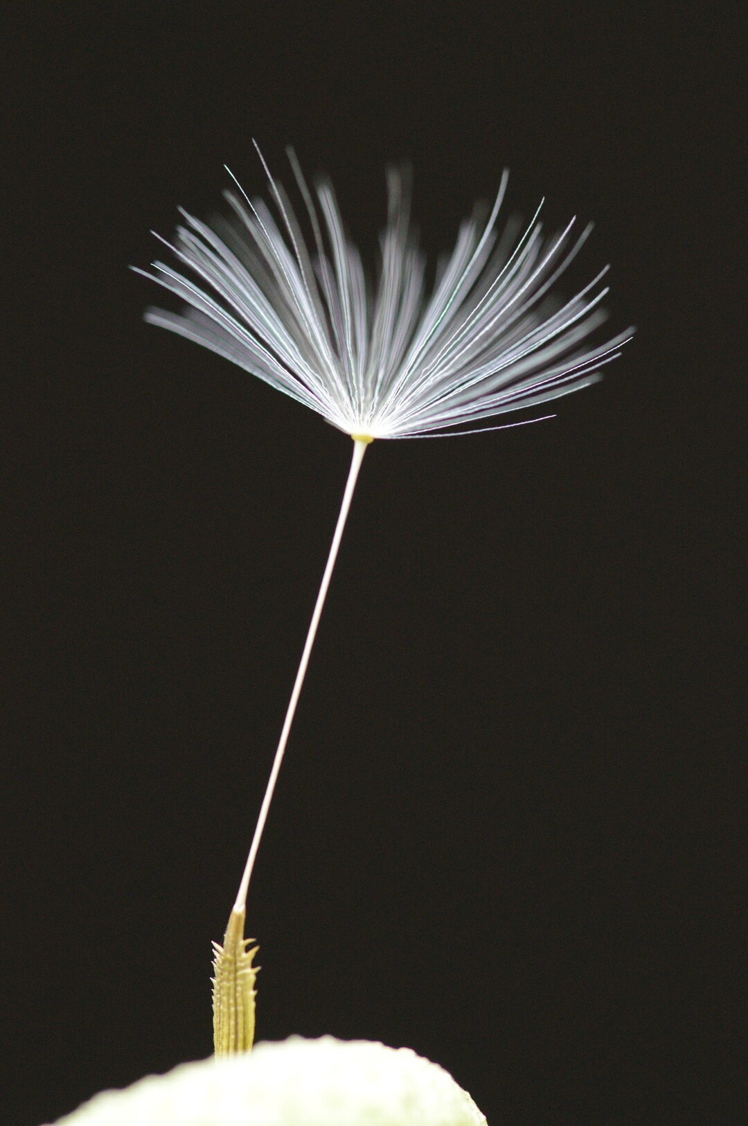 Dandelion Seed - Etsy