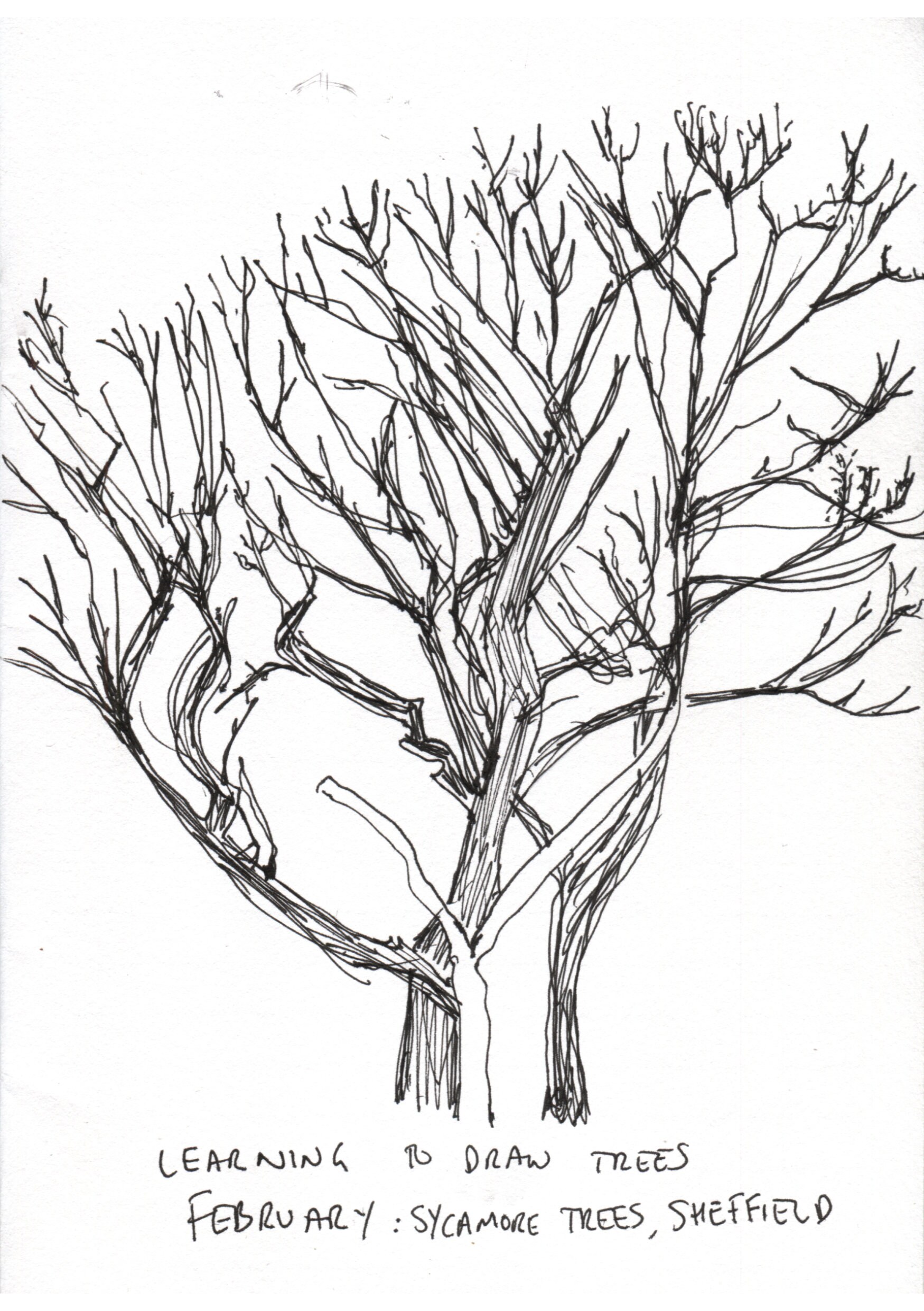 Learning to Draw Trees Book by Dan Sumption - Etsy