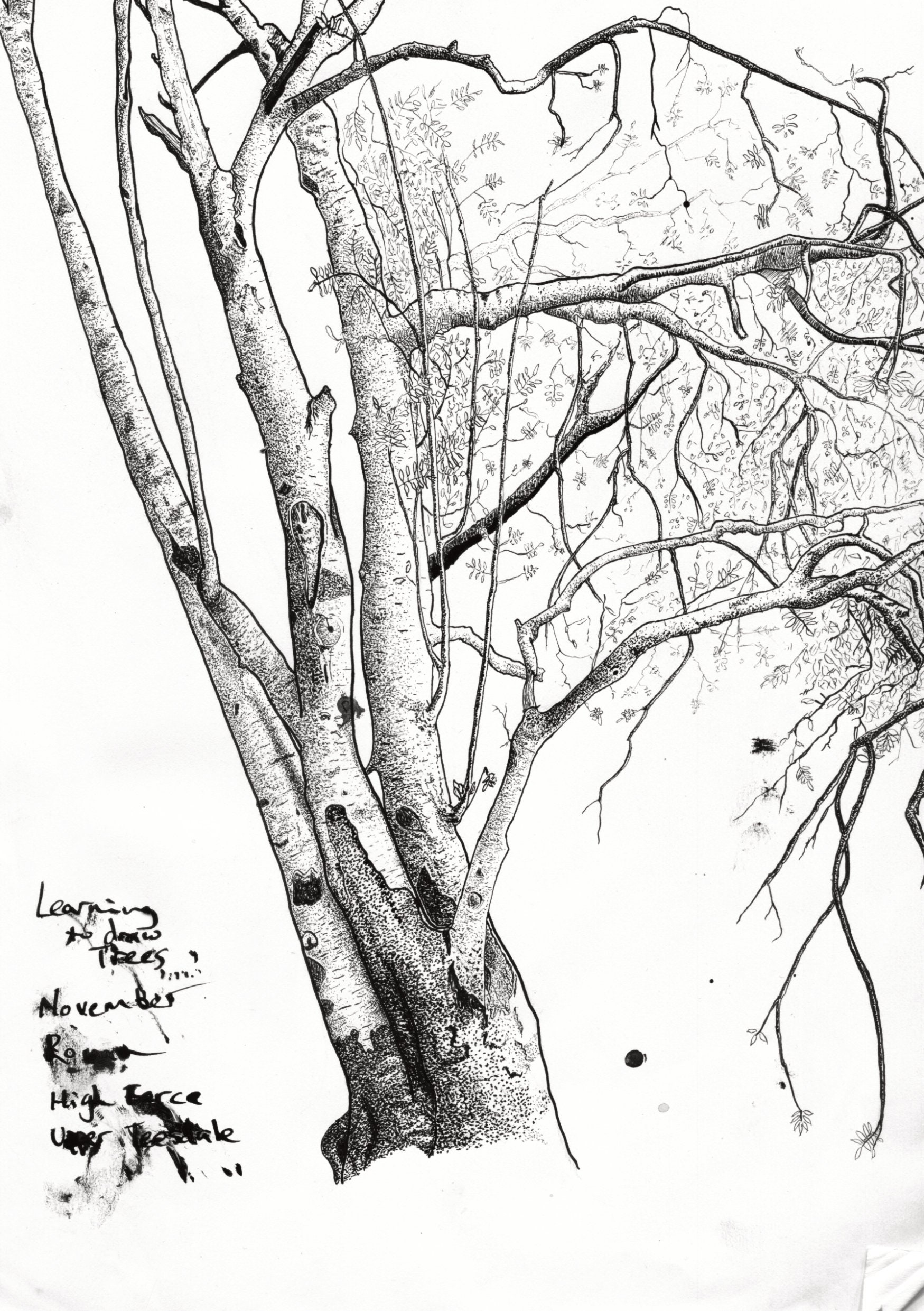 Learning to Draw Trees Book by Dan Sumption - Etsy