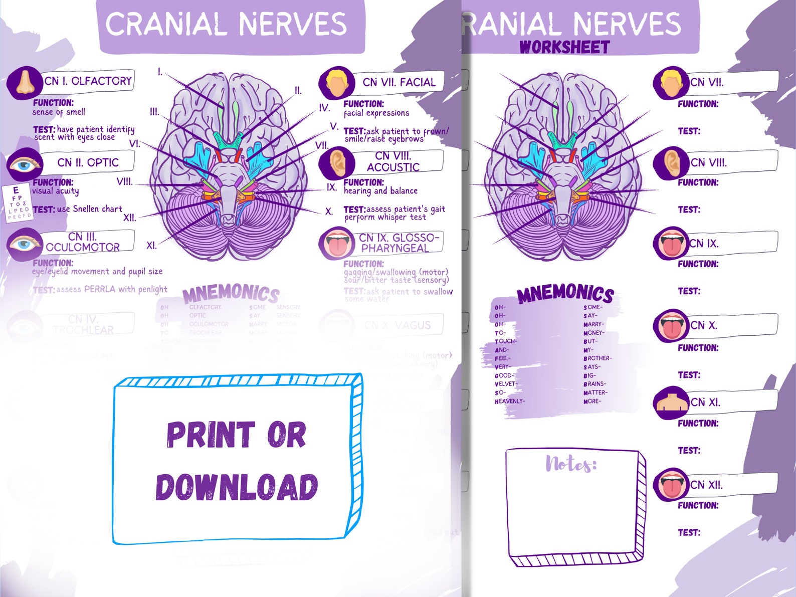 Cranial Nerves & Functions Worksheet Template-student Nurse Review ...