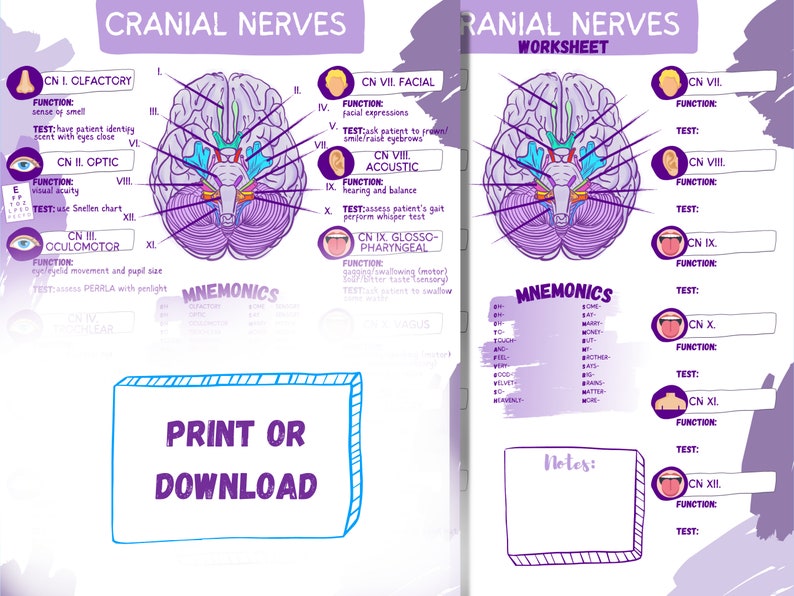 Cranial Nerves & Functions Worksheet Template-student Nurse Review ...