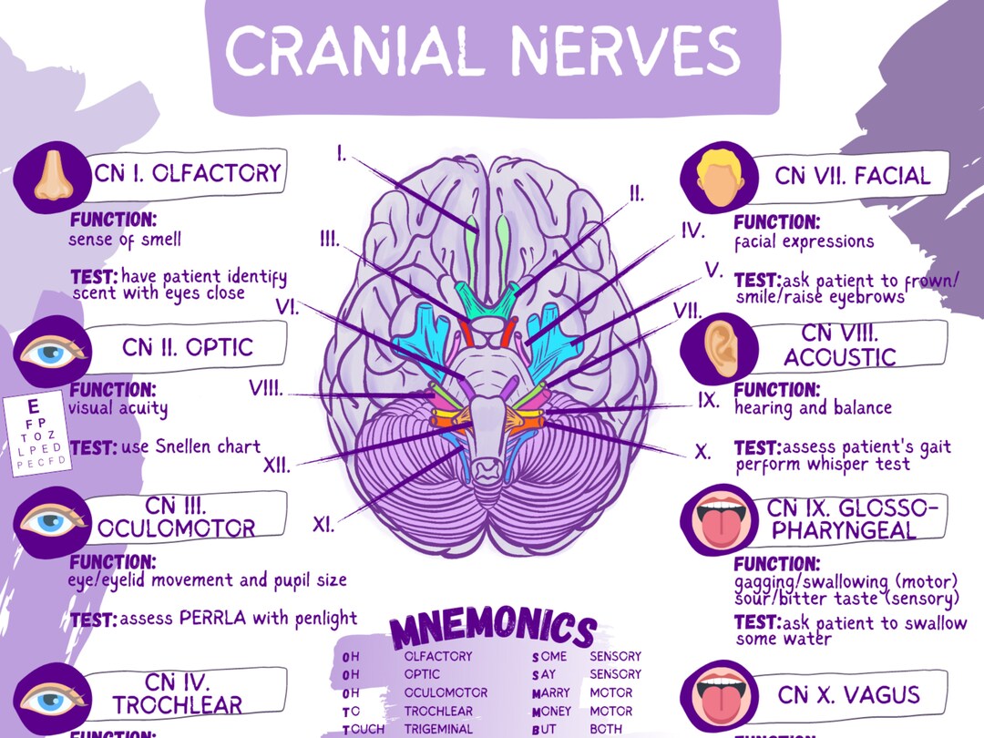 Cranial Nerves Functions Worksheet Template student Nurse Review