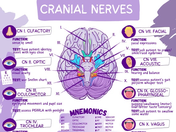 Cranial Nerves Labeled Diagram