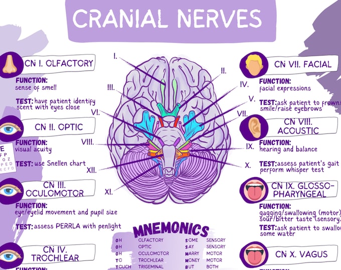 Cranial Nerve Cheat Sheet - Etsy UK