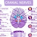 Cranial Nerves & Functions Worksheet Template-student Nurse Review ...