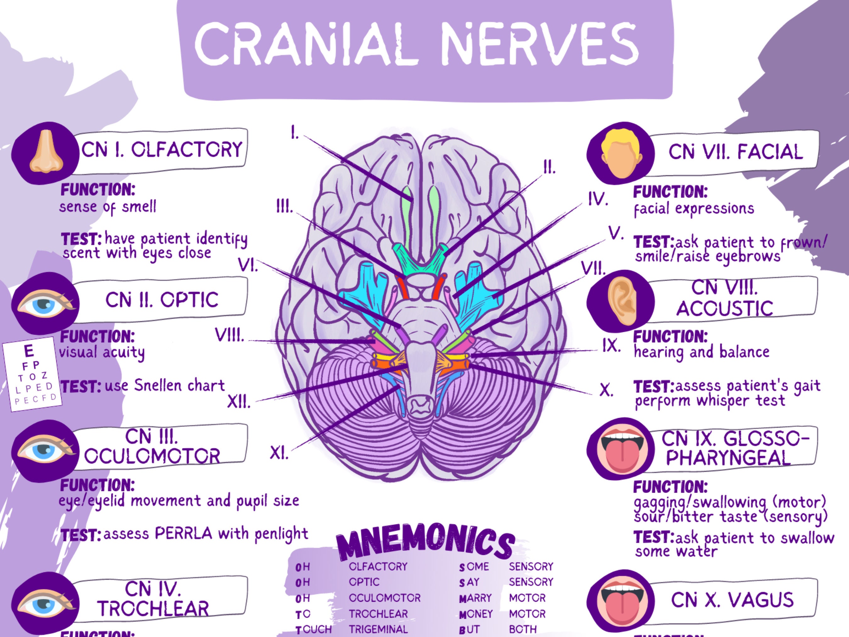 Cranial Nerves Functions Worksheet Template student Nurse Review