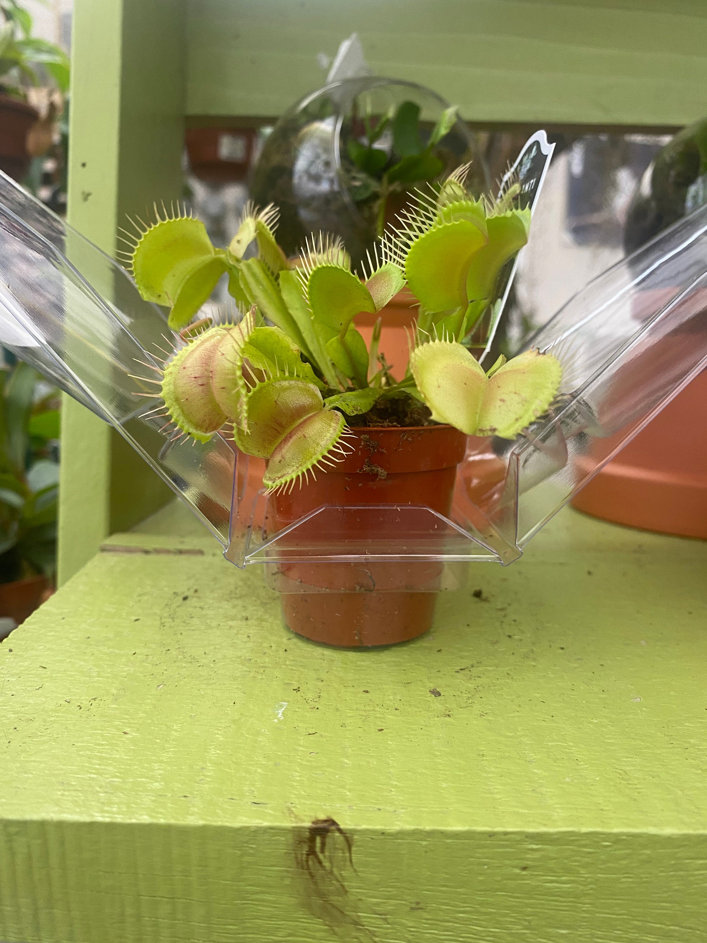 Real VENUS FLYTRAP, a Beautiful and Exotic Live Houseplant for Your ...