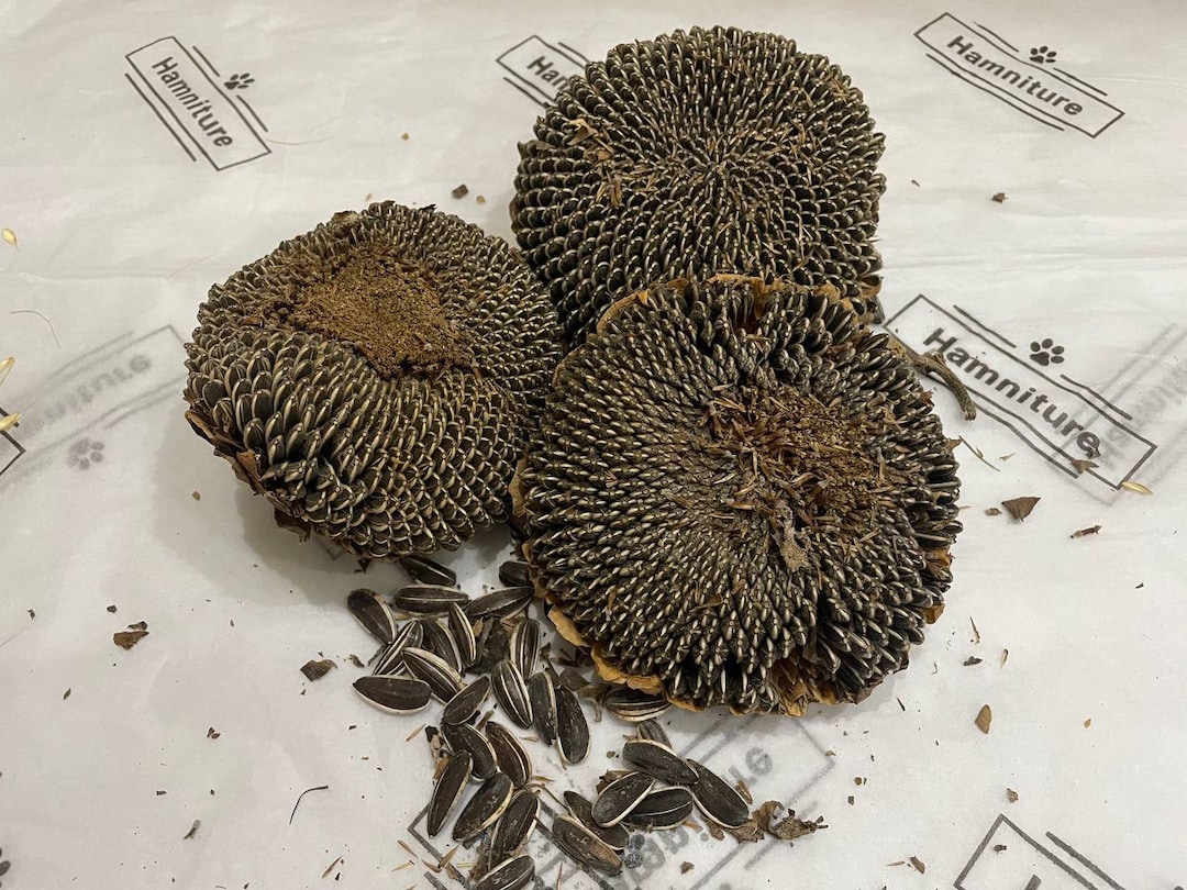 Dried Sunflower Head With Seeds for Hamster Bird Gerbil Rodent - Etsy