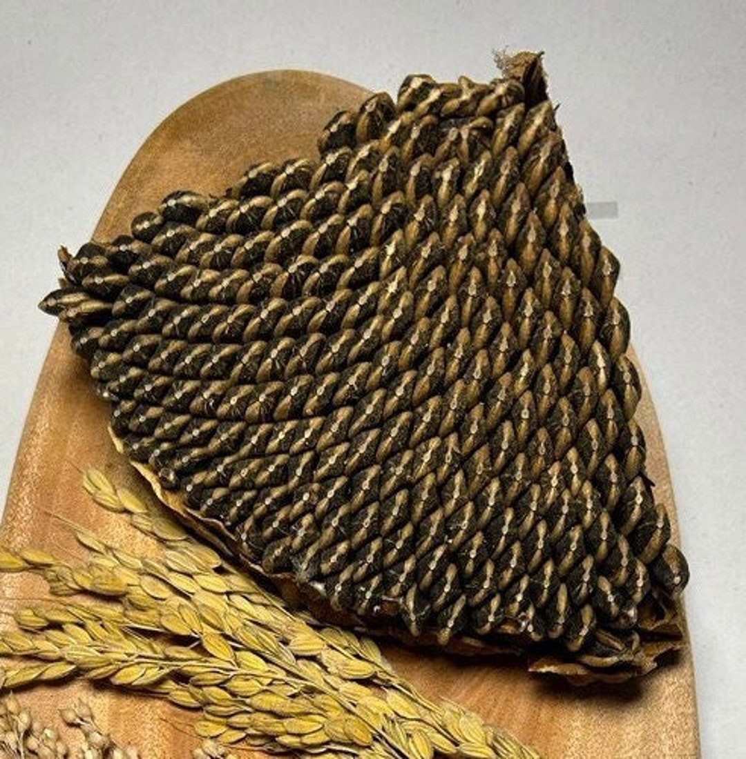 Dried Sunflower Head With Seeds for Hamster Bird Gerbil Rodent ...