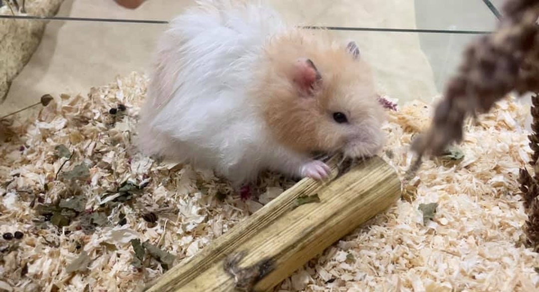 Sunflower Stem Chew Foraging Mix Hamster Spray Bedding Topper Herbs ...