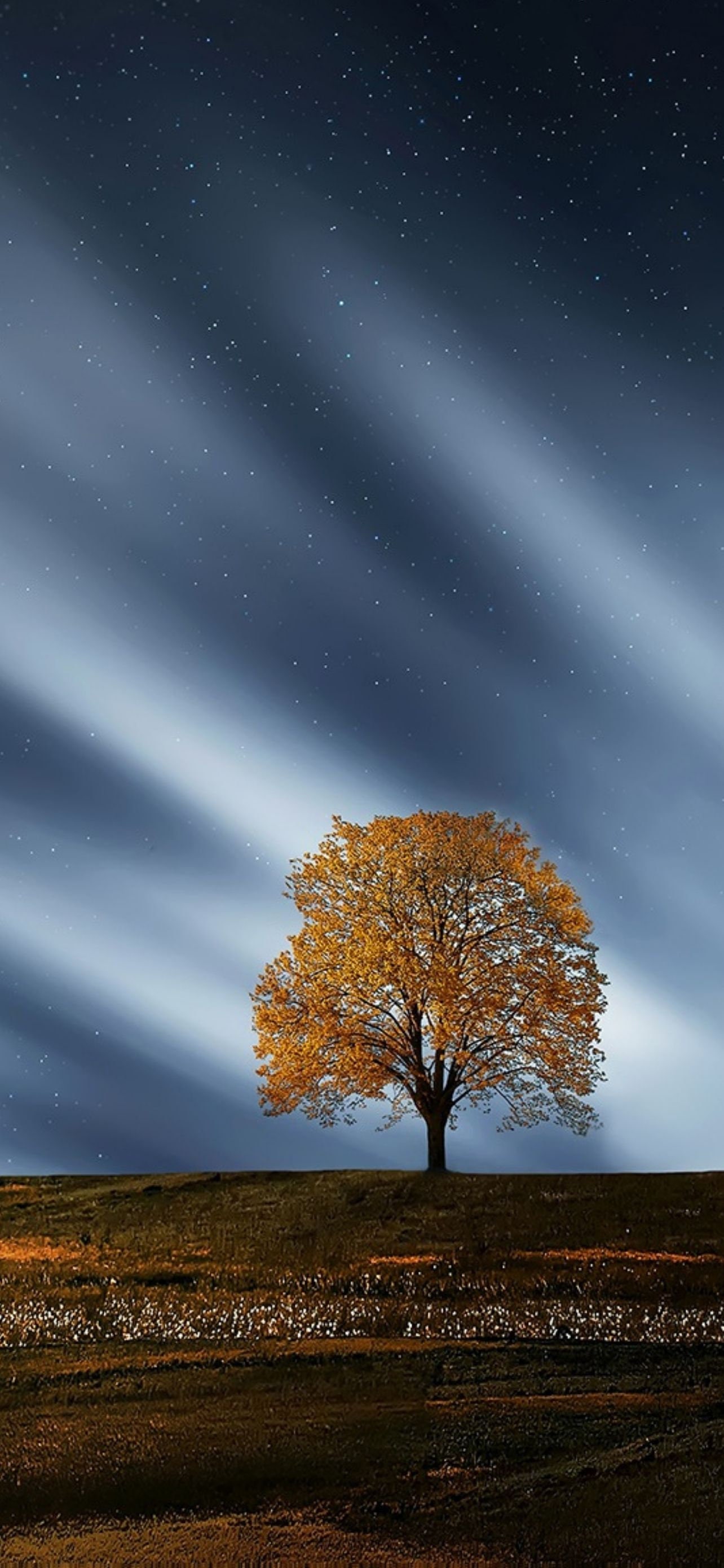 All About the Trees iPhone 13 Pro Max Wall Paper - iPhone Wallpaper ...