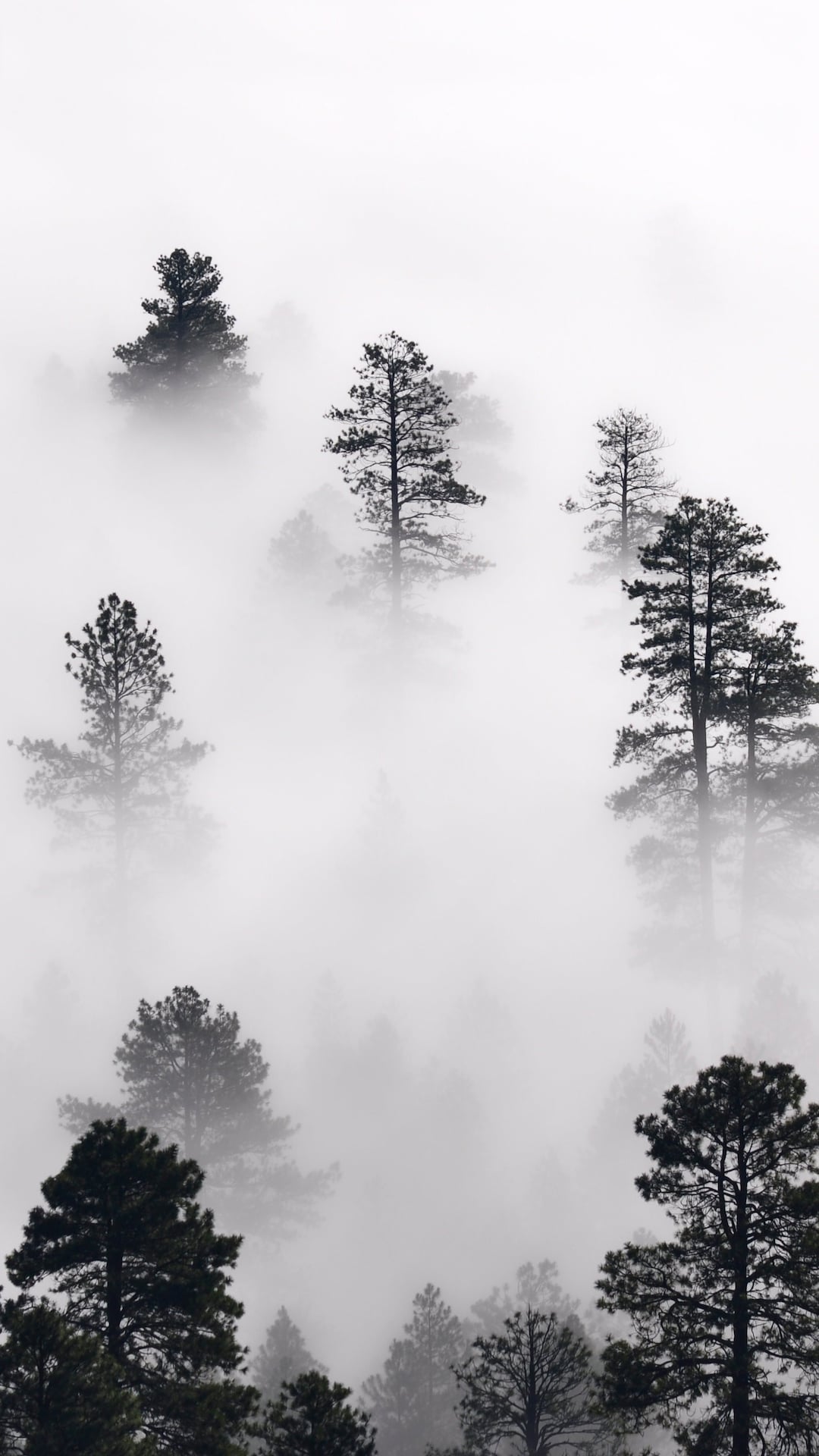 Trees - iPhone 12,13 & 12,13pro Wallpaper, Minimalist iPhone Wallpaper ...