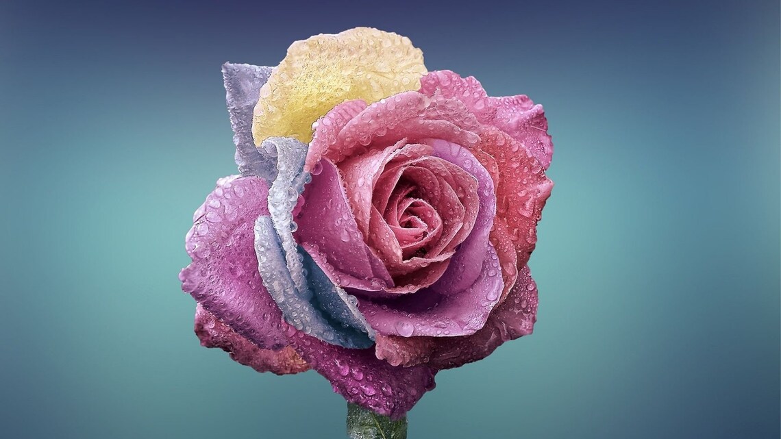 Multi-color Rose Desktop Wallpaper/computer Desktop/screen Background ...