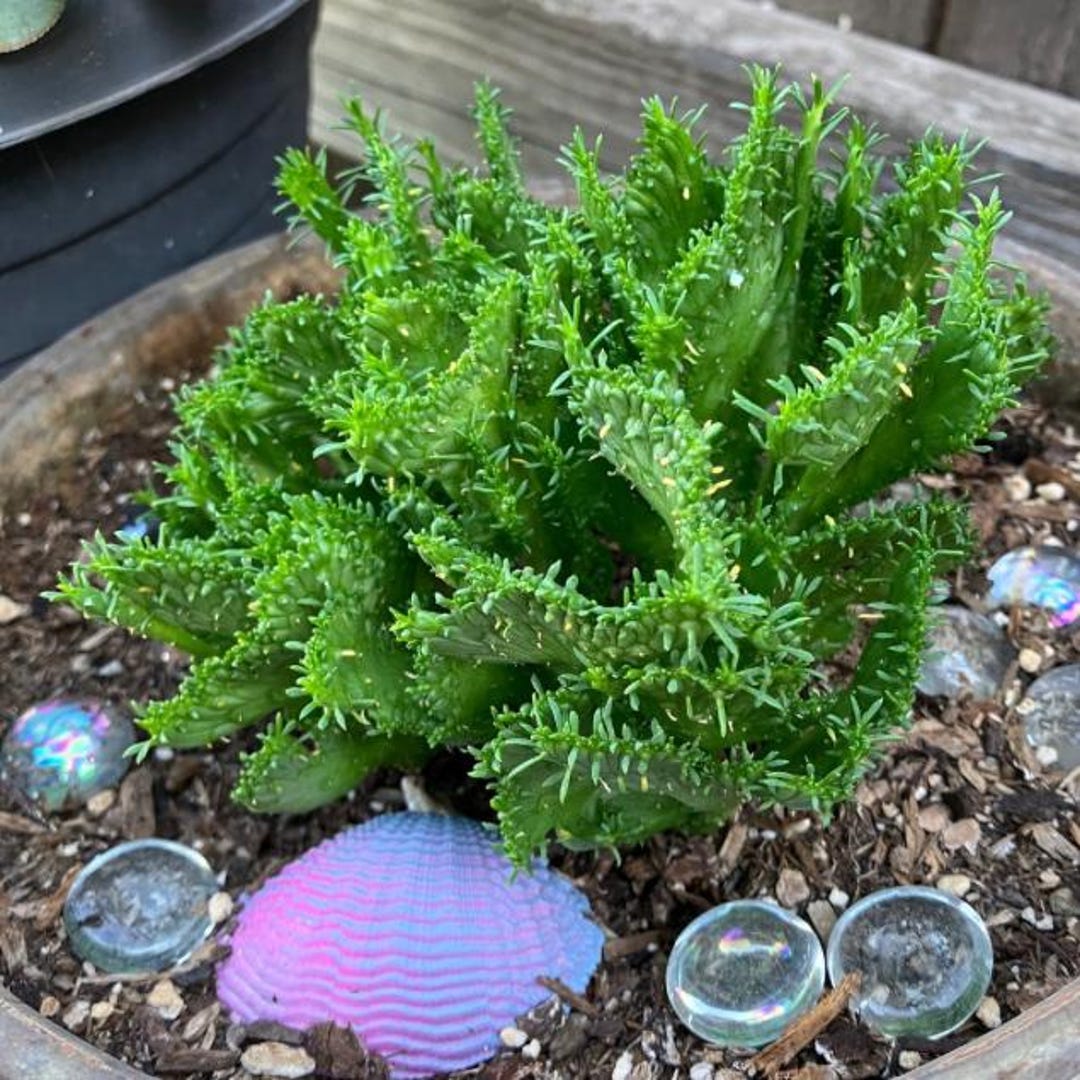 Live Green Euphorbia Flanaganii F. Cristata Succulent Cutting Crested ...
