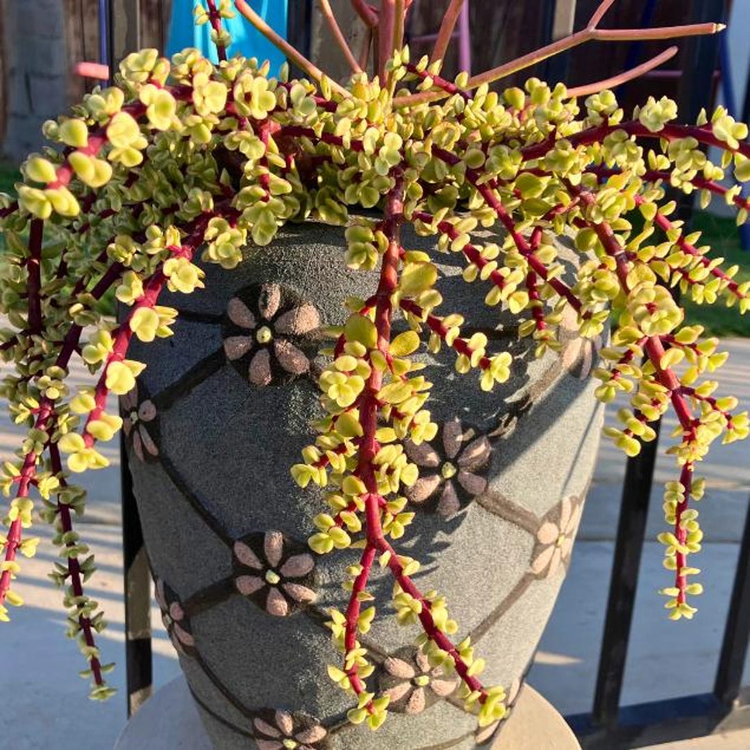 Trailing Succulent Cutting Portulacaria Elephant Bush Unrooted Hanging ...