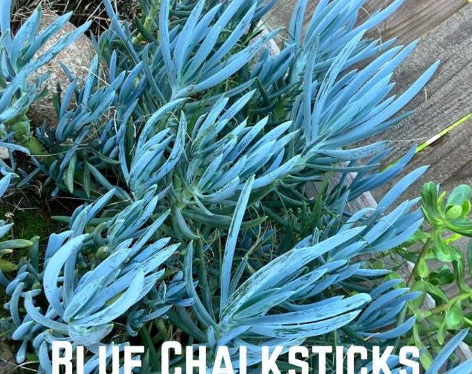 3X Senecio Serpens Dwarf Mini Baby Blue Chalk Sticks Curio 3" Succulent ...