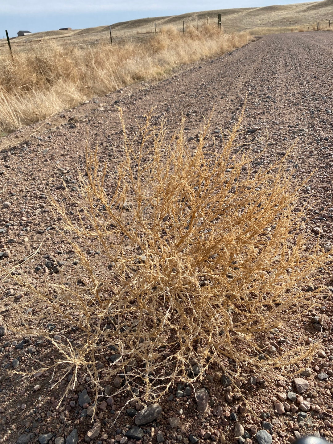 Tumble Weeds Handpicked Tumbleweed Western Decor Mid Century Modern ...