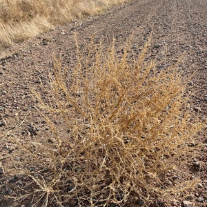 Tumble Weeds Handpicked Tumbleweed Western Decor Mid Century - Etsy