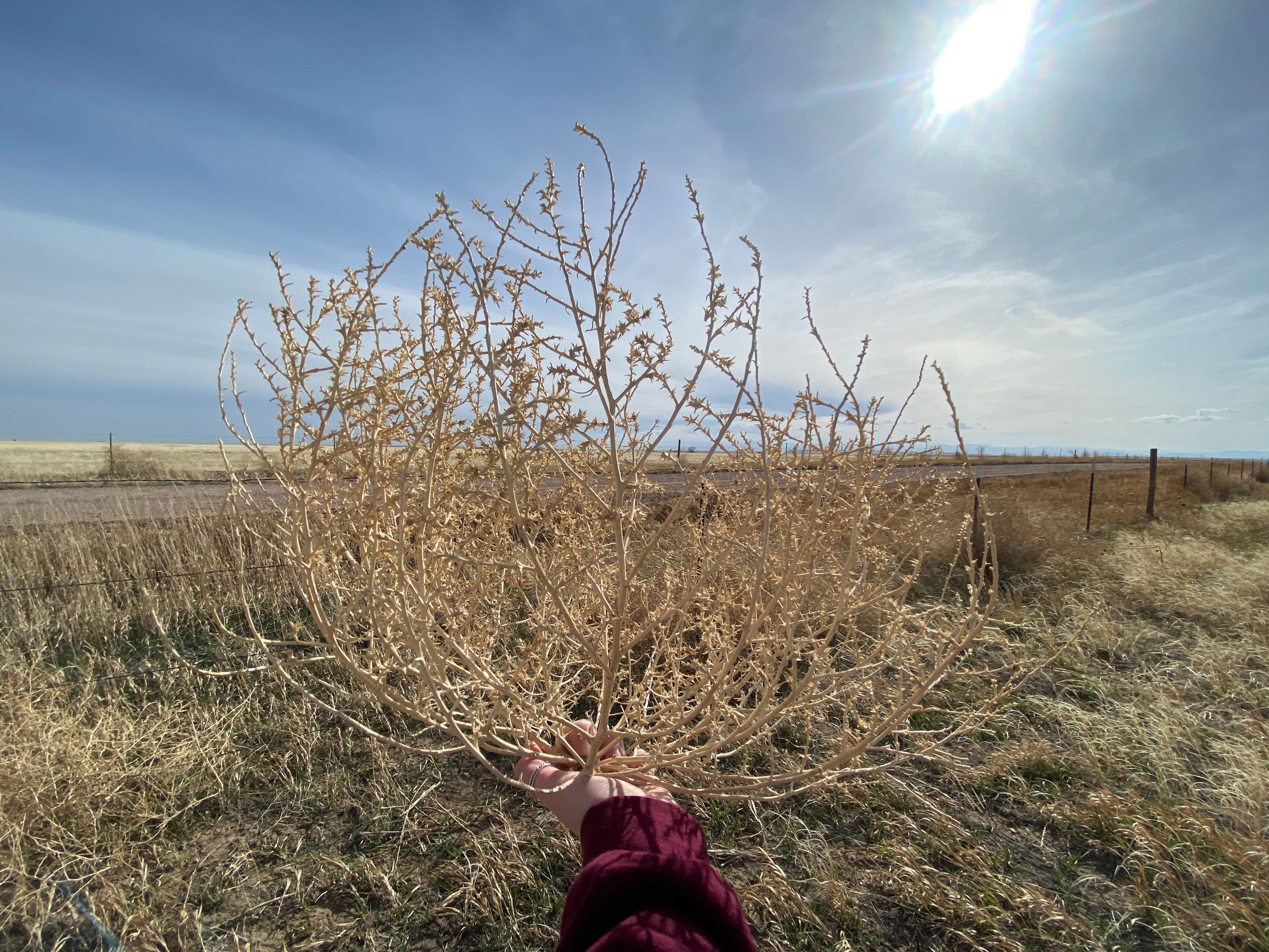 Tumble Weeds Handpicked Tumbleweed Western Decor Dried Flowers Rustic ...
