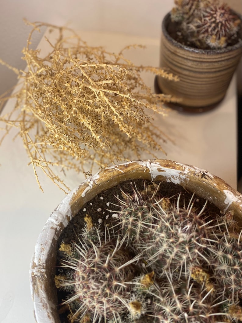 Tumble Weeds Handpicked Tumbleweed Western Decor Dried Wildflowers ...
