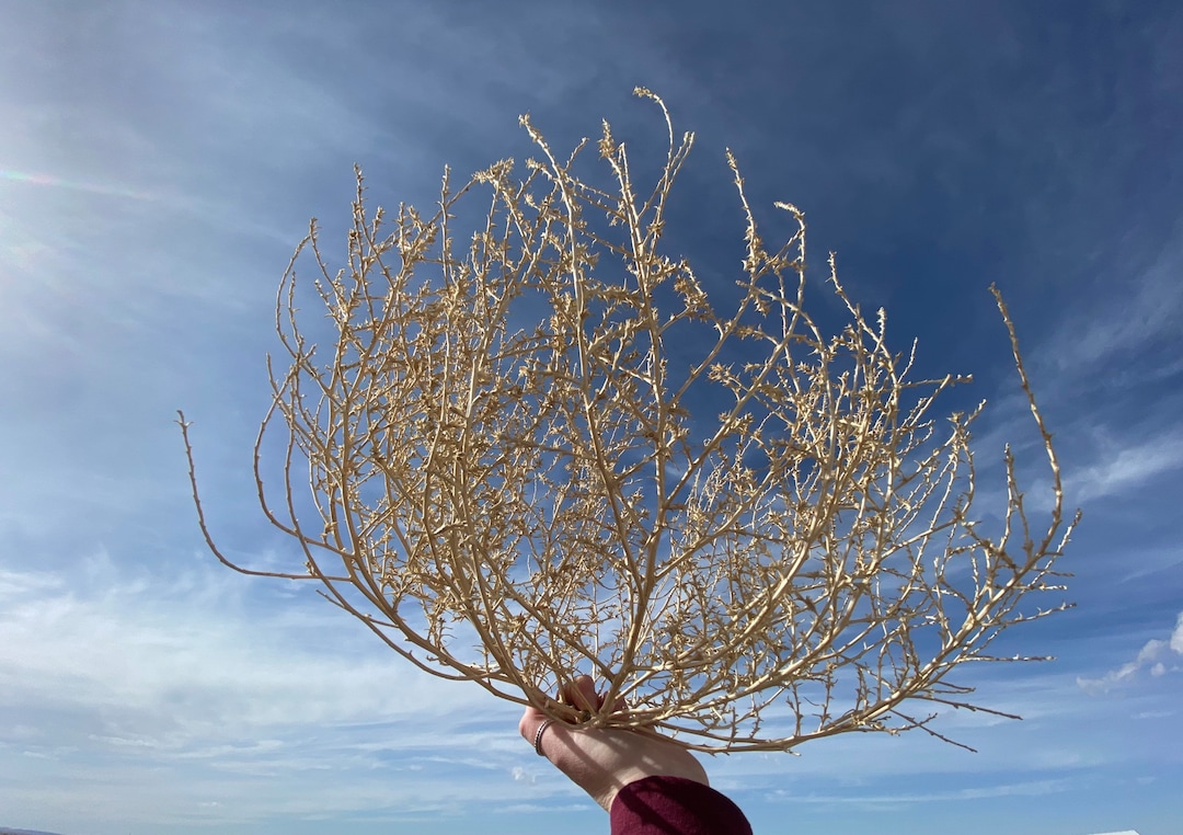 Tumble Weeds Handpicked Tumbleweed Western Decor Rustic Wedding Decor ...