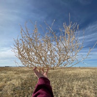 Tumbleweeds! ALL Sizes!!! Wedding Home Decor, Western Theme, Organic ...