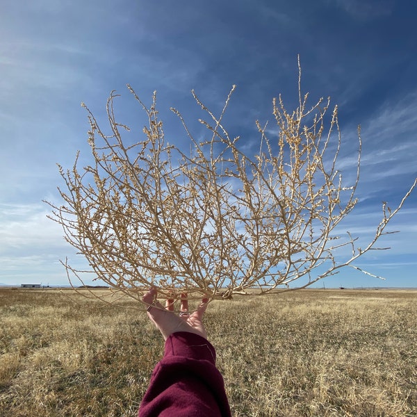 Tumbleweed - Etsy