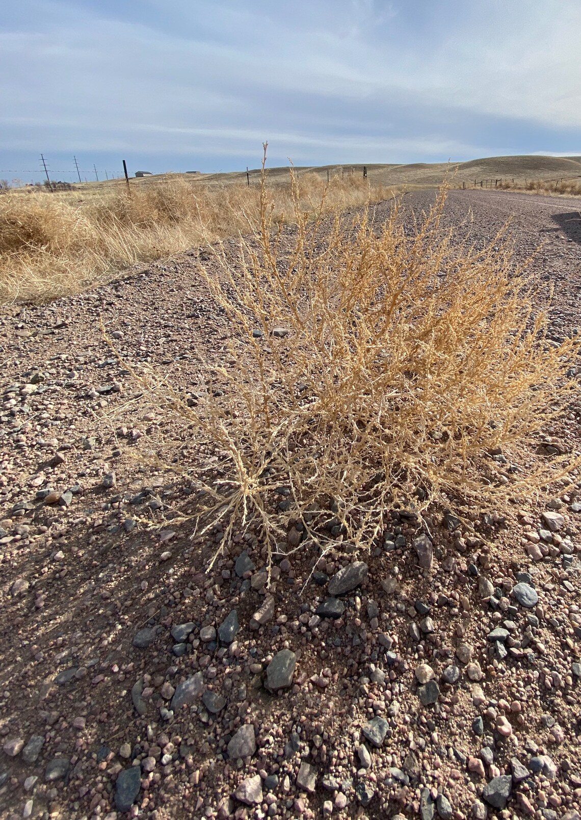 Tumble Weeds Handpicked Tumbleweed Western Decor Rustic Wedding Decor ...