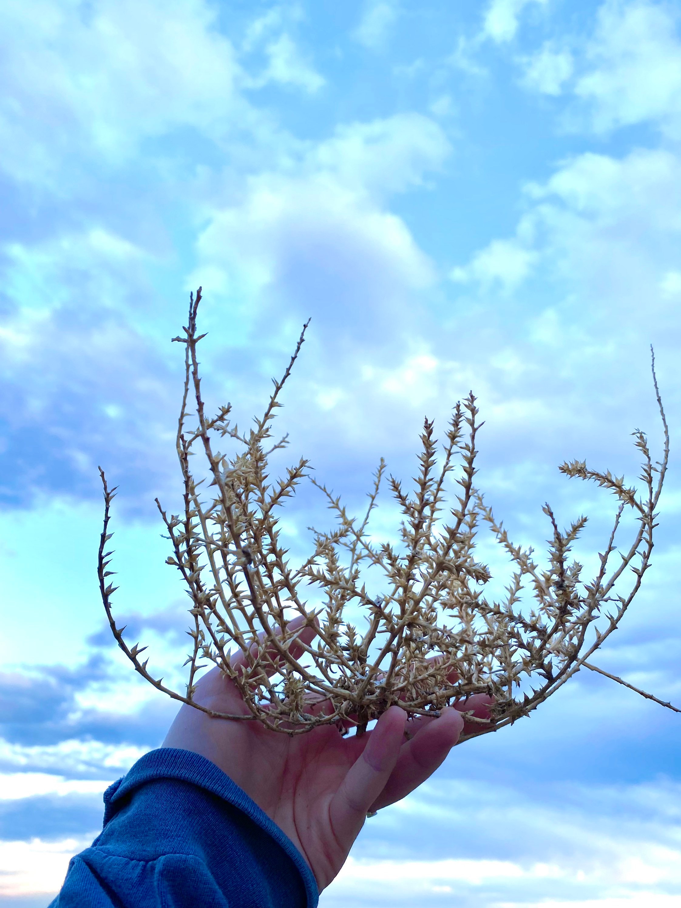 Tumble Weeds Handpicked Tumbleweeds Tumbleweed Decor Wedding Decor ...