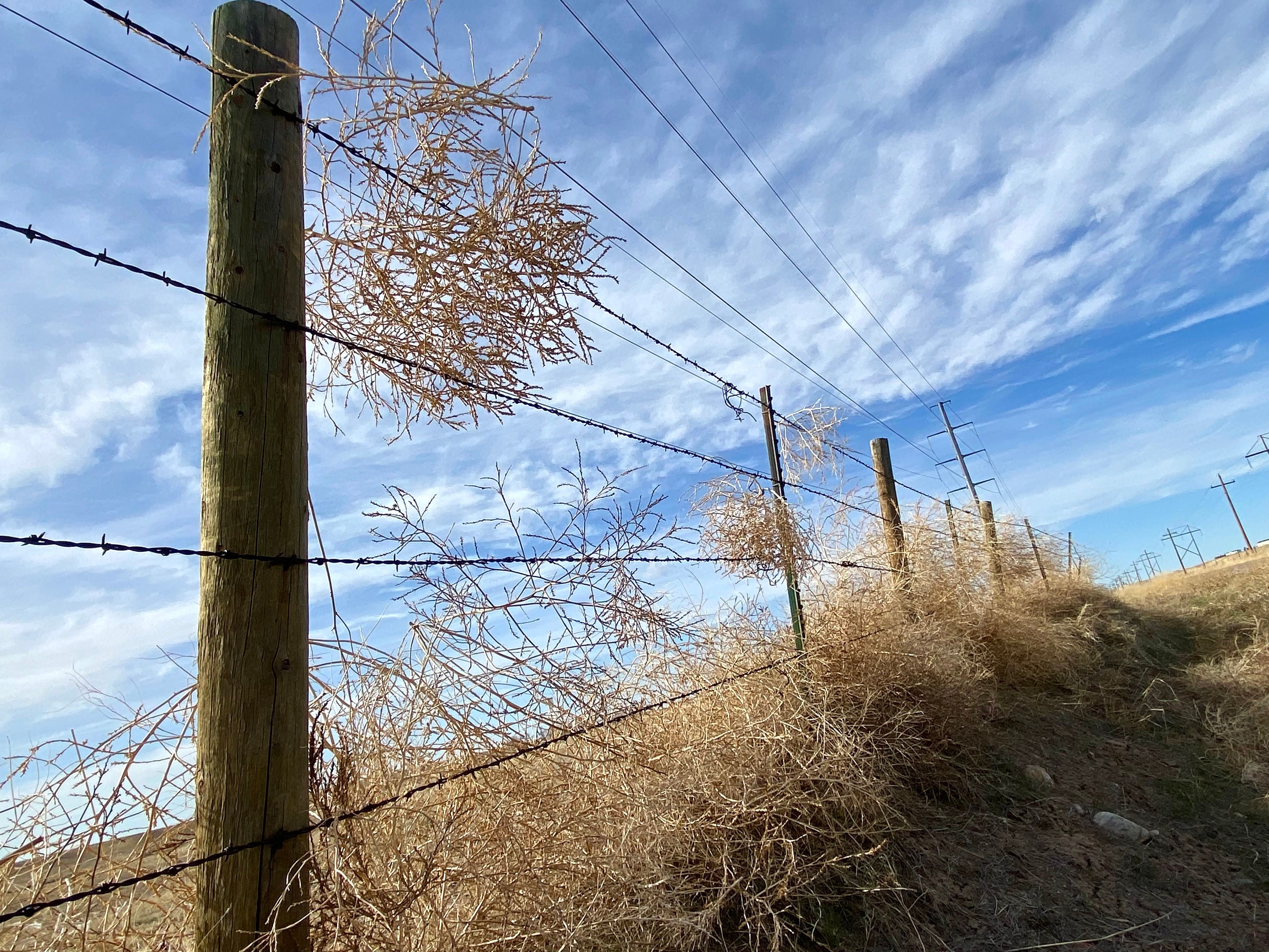 Tumble Weeds Handpicked Tumbleweed Western Decor Dried Flowers Rustic ...