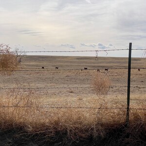 Tumble Weeds Handpicked Tumbleweed Western Decor Dried Wildflowers ...