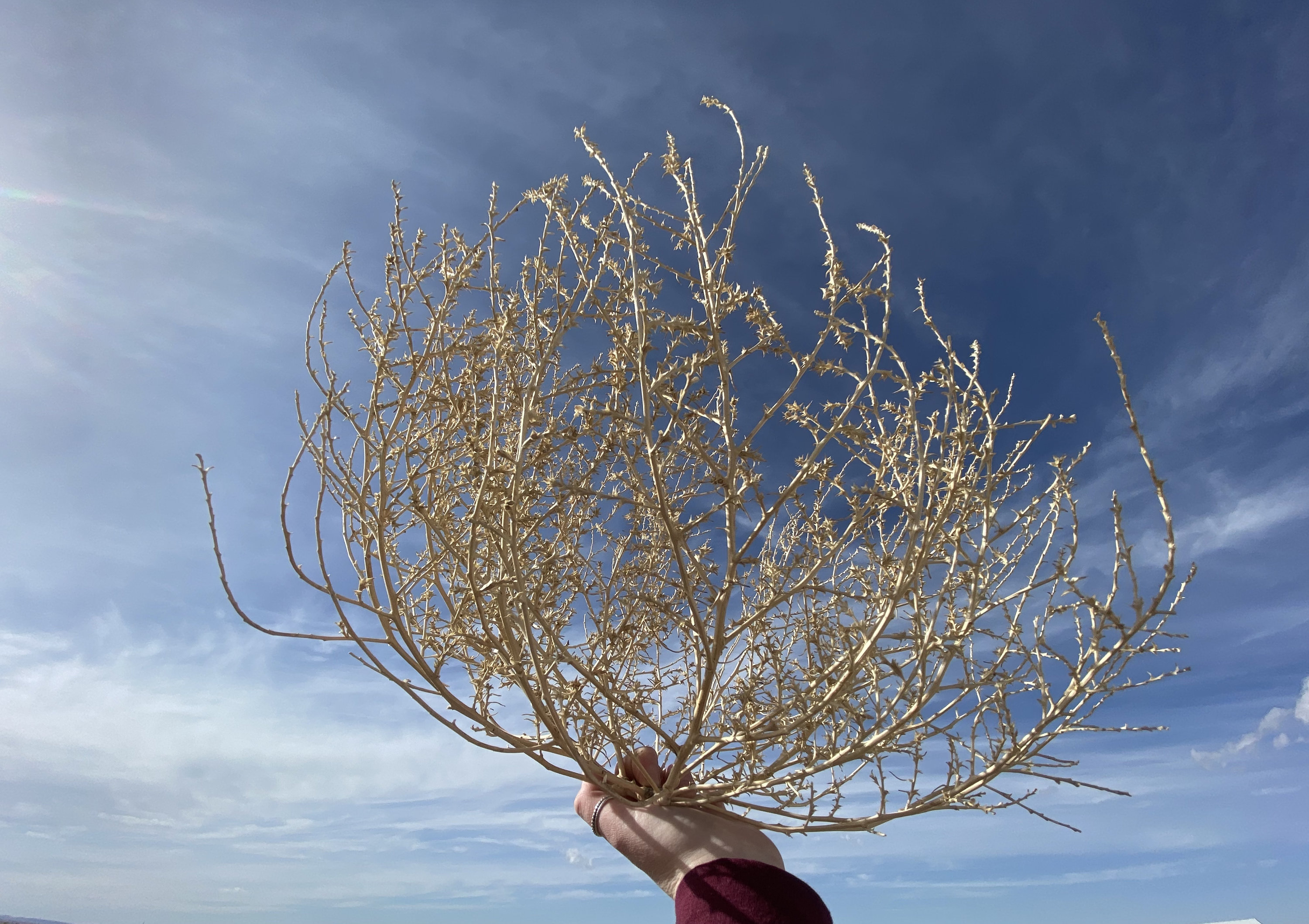 Tumble Weeds Handpicked Tumbleweed Western Decor Mid Century Modern ...