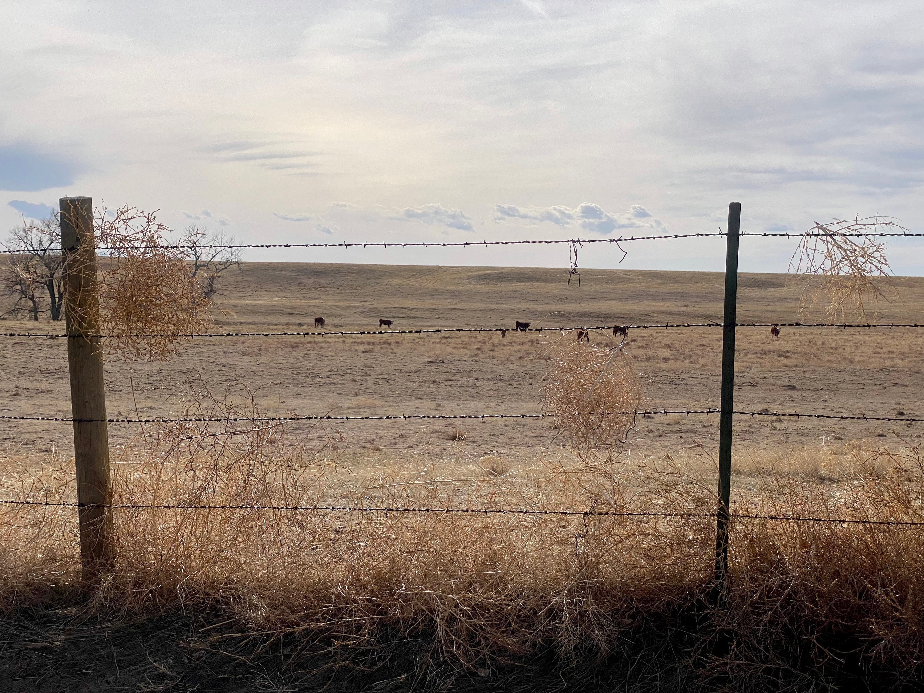 Tumble Weeds Handpicked Tumbleweed Western Decor Dried Flowers Rustic ...