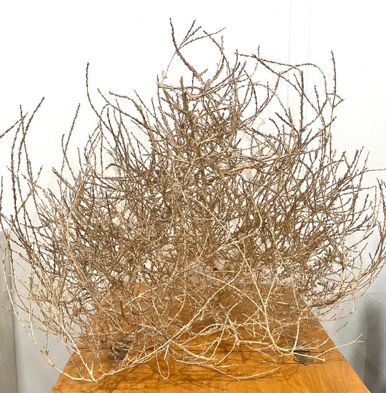 Tumble Weeds Handpicked Tumbleweed Western Decor Dried Flowers Rustic ...