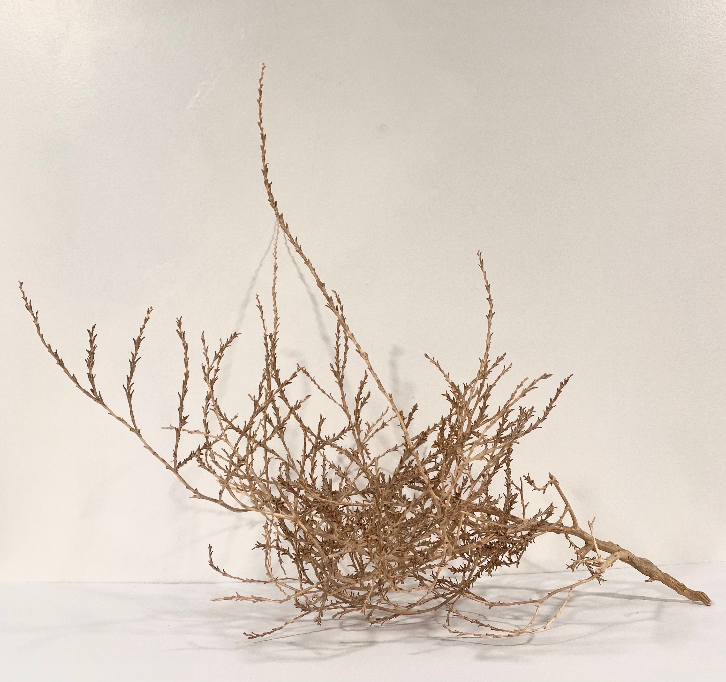 Tumble Weeds Handpicked Tumbleweeds Tumbleweed Decor Wedding Decor ...