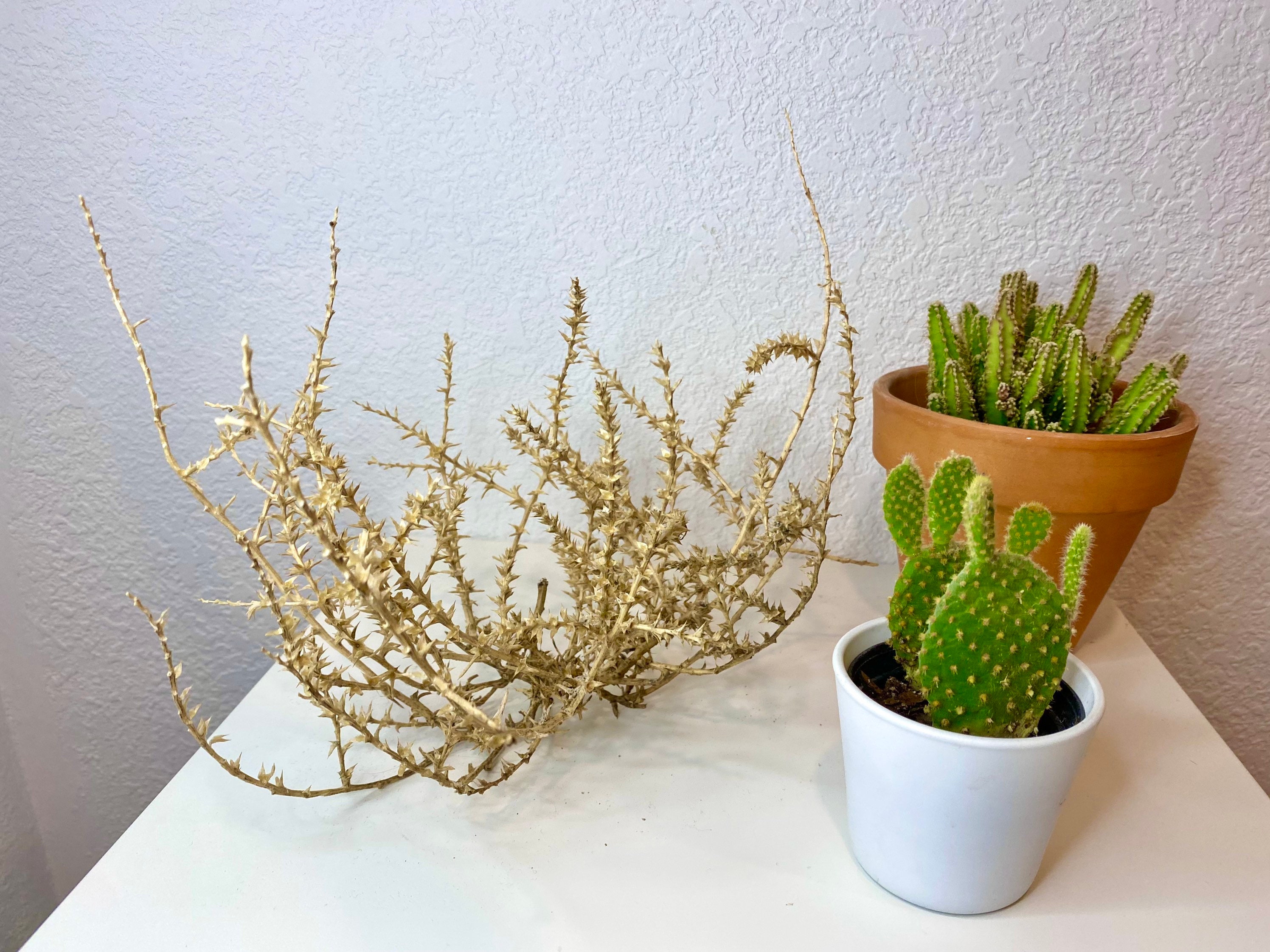 Tumble Weeds Handpicked Tumbleweed Western Decor Rustic Wedding Decor ...