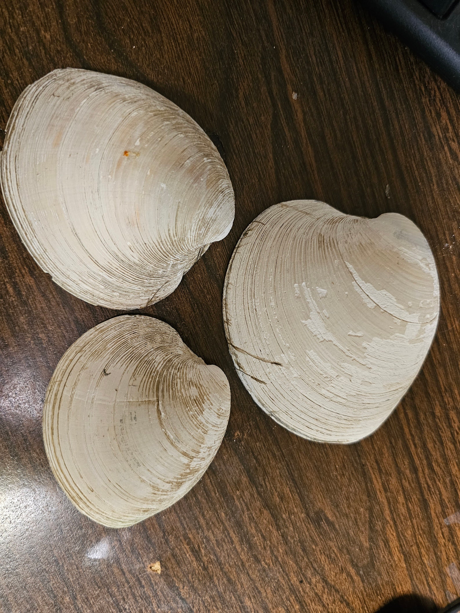 Med to Large Quahog Clam Shells- 10. (wampum Shells) - Etsy