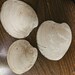 Med to Large Quahog Clam Shells- 10. (wampum Shells) - Etsy