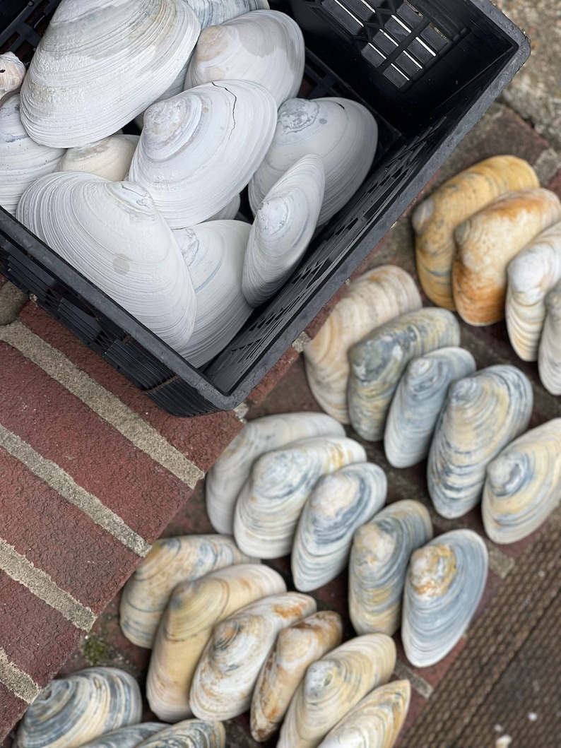 Med to Large Quahog Clam Shells- 10. (wampum Shells) - Etsy