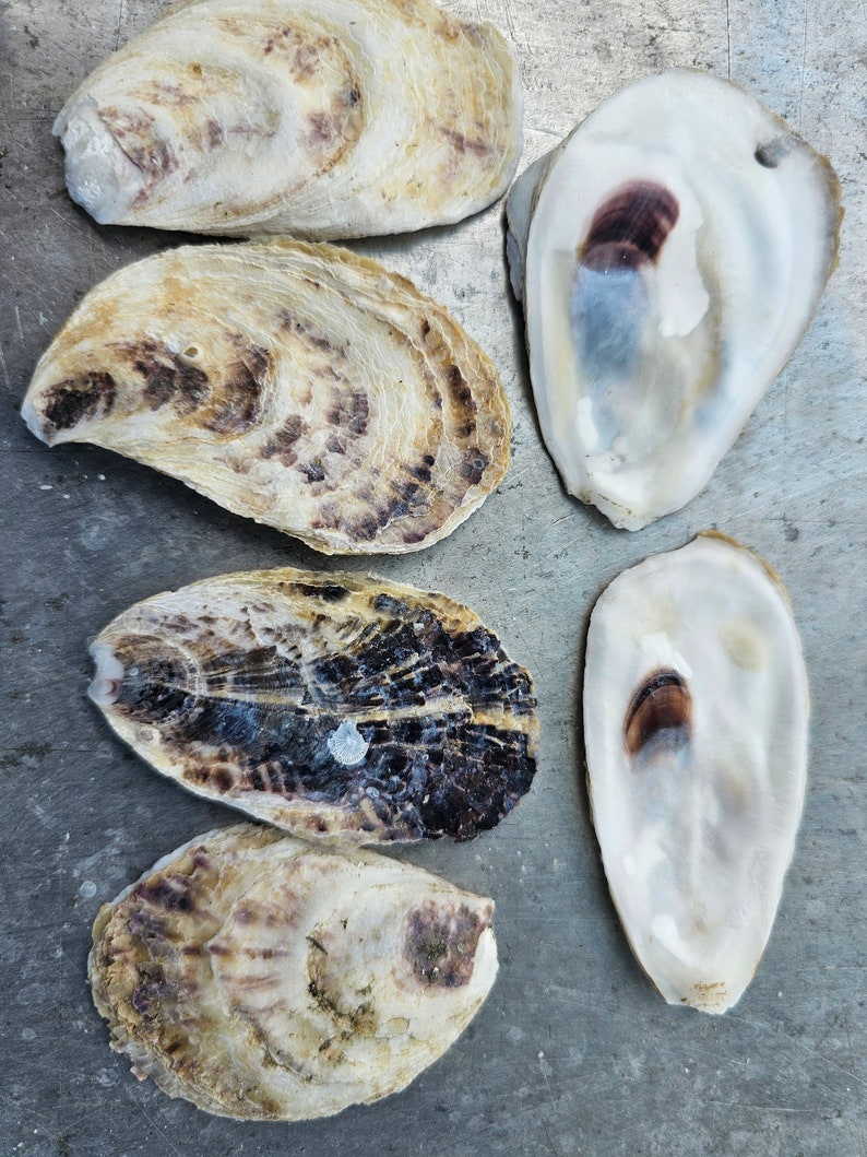 Bulk Oyster Shell Flats - 100 - Etsy