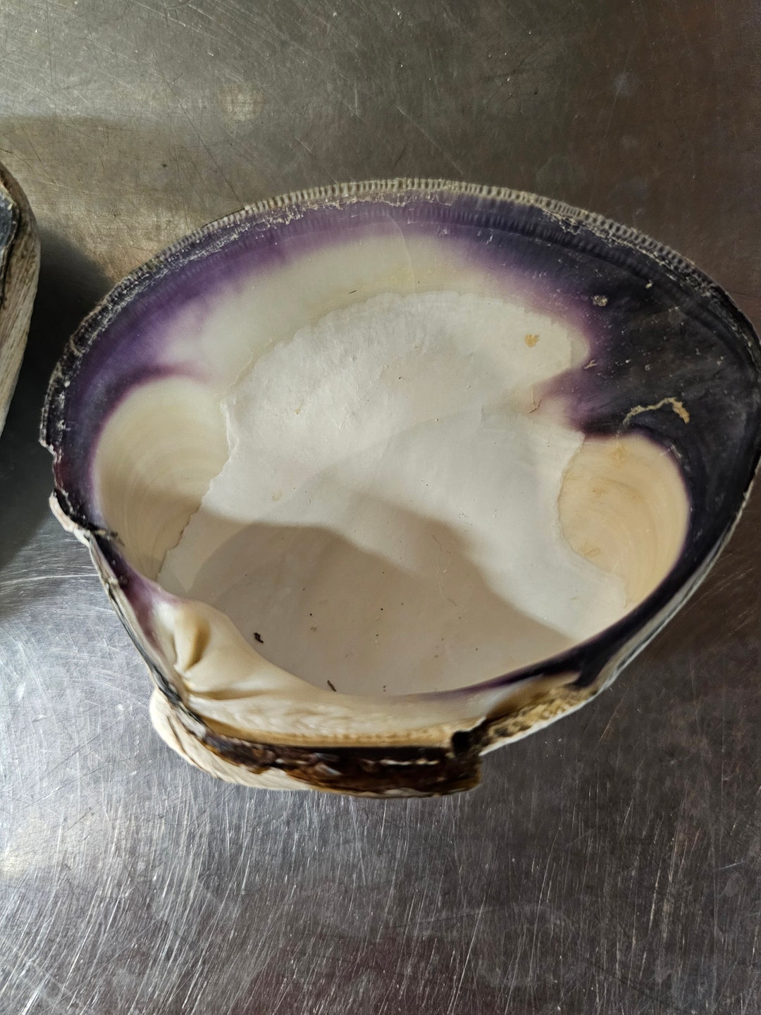 Med to Large Quahog Clam Shells- 10. (wampum Shells) - Etsy