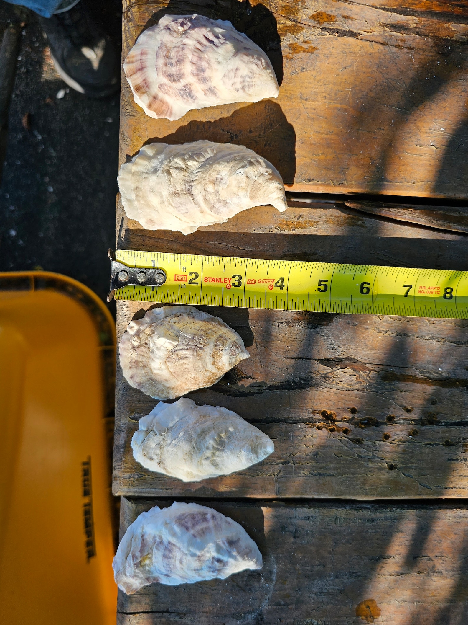 Bulk Oyster Shells 100 - Etsy