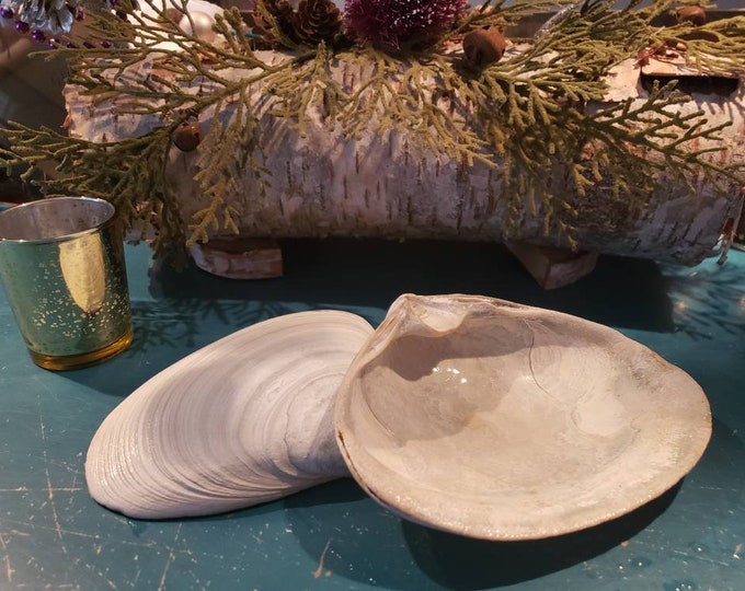 Limpet Shells - Etsy