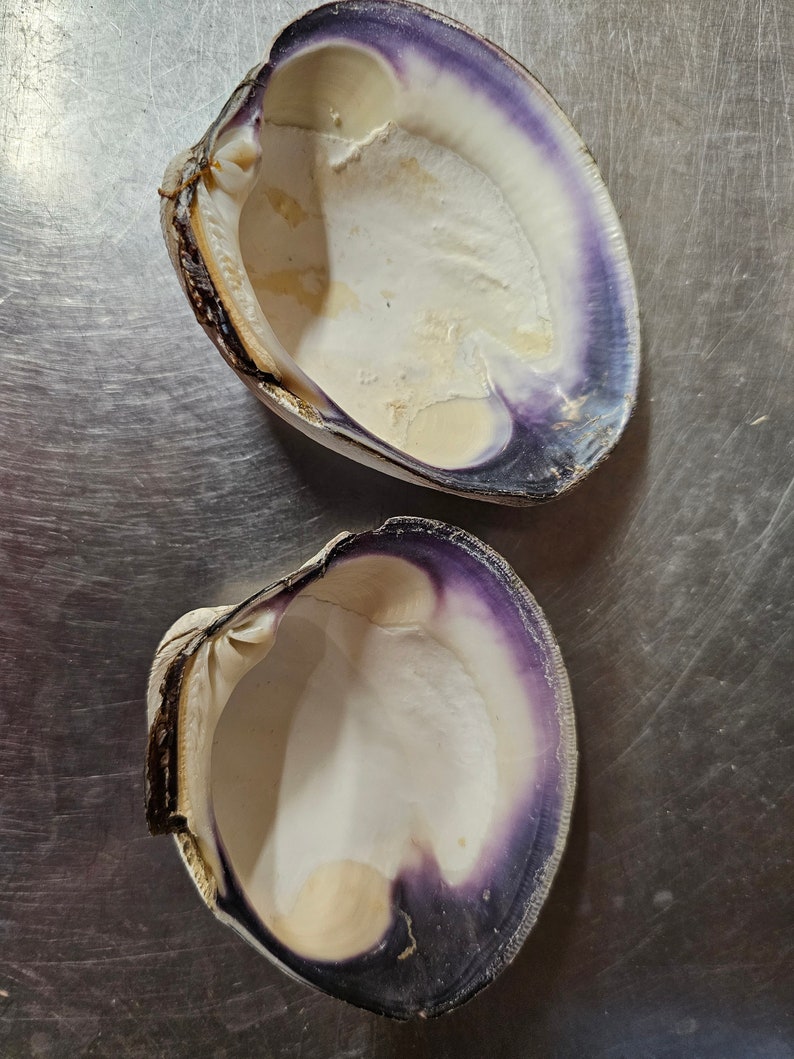 Med to Large Quahog Clam Shells- 10. (wampum Shells) - Etsy