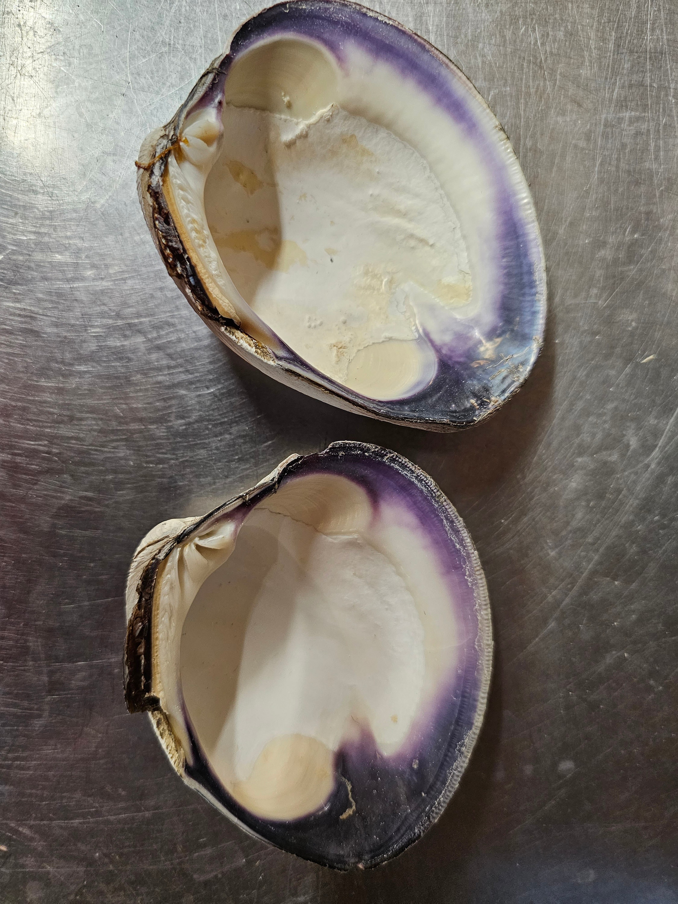 Med to Large Quahog Clam Shells- 10. (wampum Shells) - Etsy