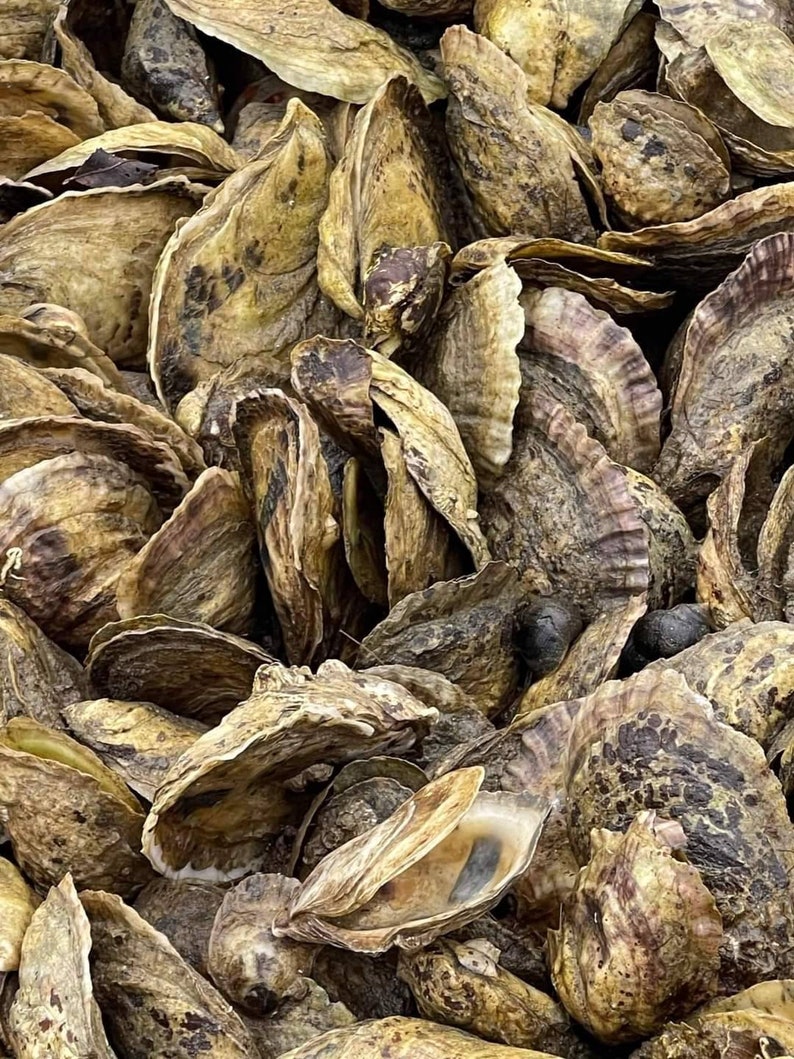 Bulk Oyster Shell Flats - 100 - Etsy