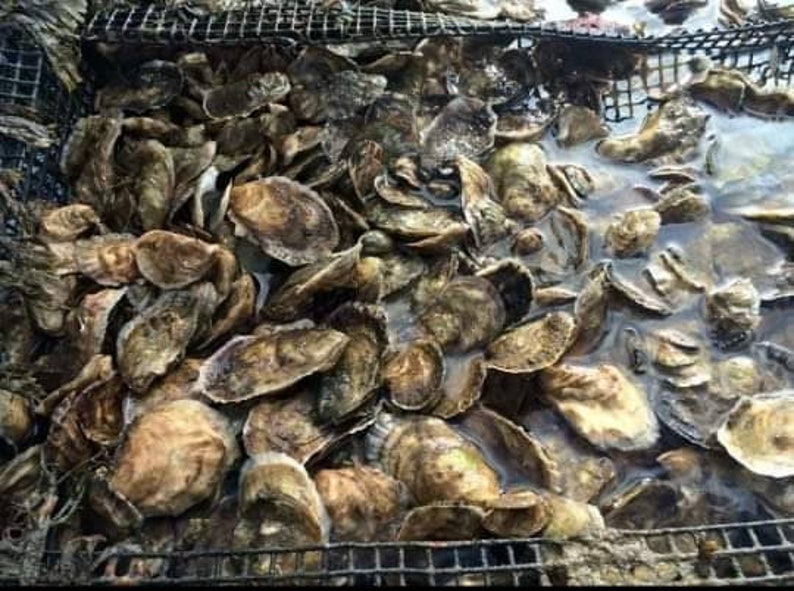 Bulk Oyster Shell Flats - 100 - Etsy
