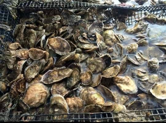 Bulk Oyster Shell Flats - 100 - Etsy