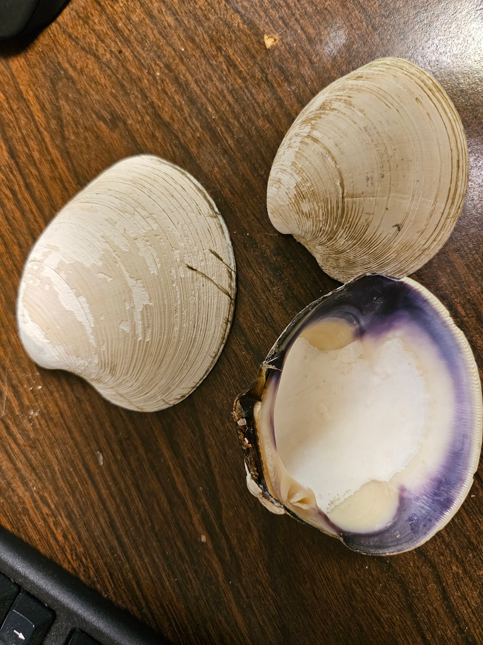 Med to Large Quahog Clam Shells- 10. (wampum Shells) - Etsy